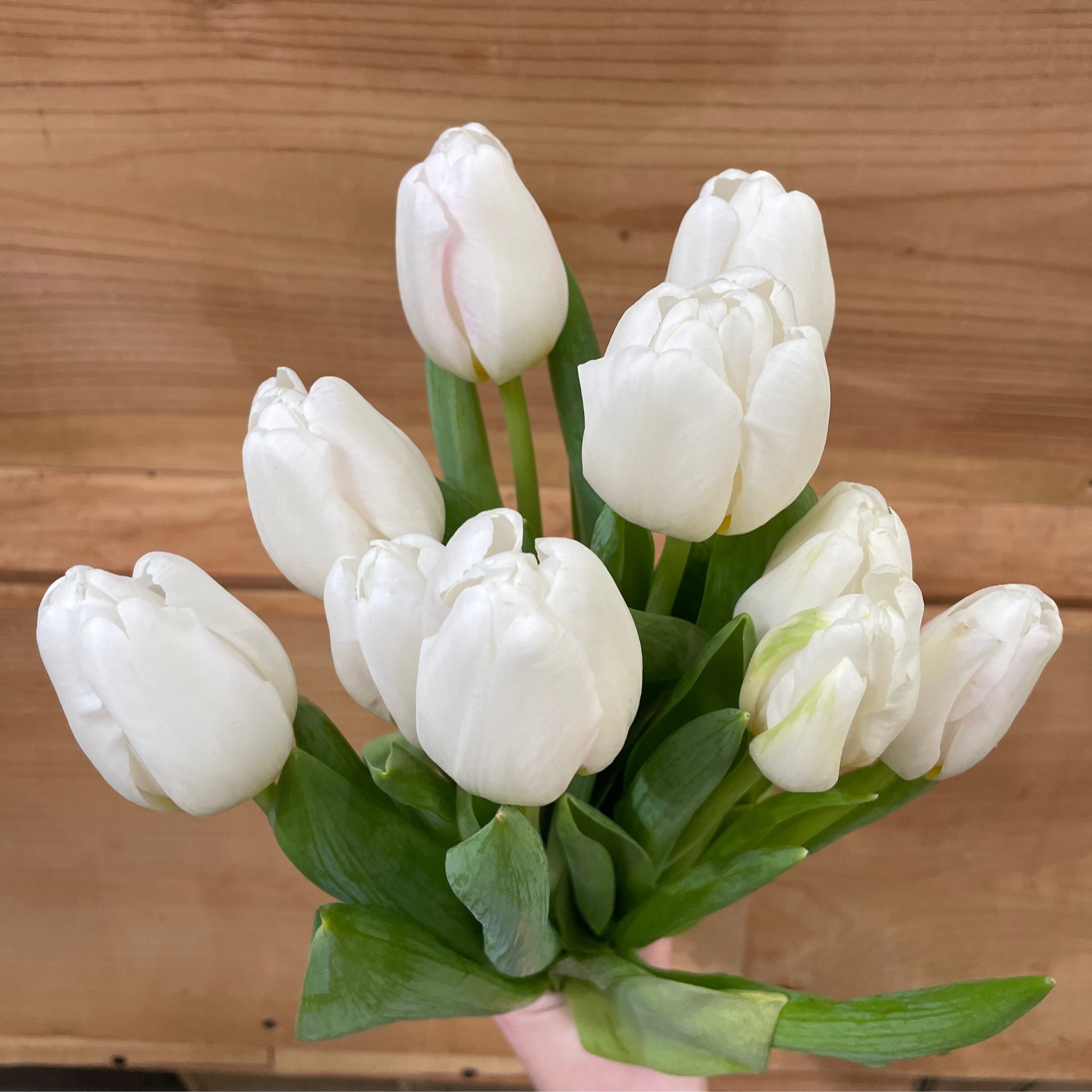 Tulip - Subscription | Flower Boys